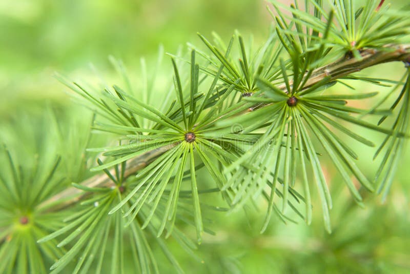 Larch branch stock image. Image of background, foliage - 45561135