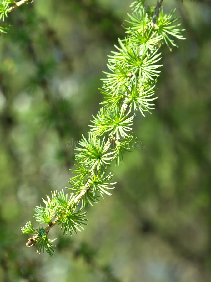 Larch Tree Branches with Cones in Spring Stock Image - Image of larch ...
