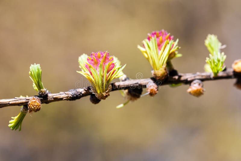 Larch branch closeup stock photo. Image of closeup, larch - 87678650