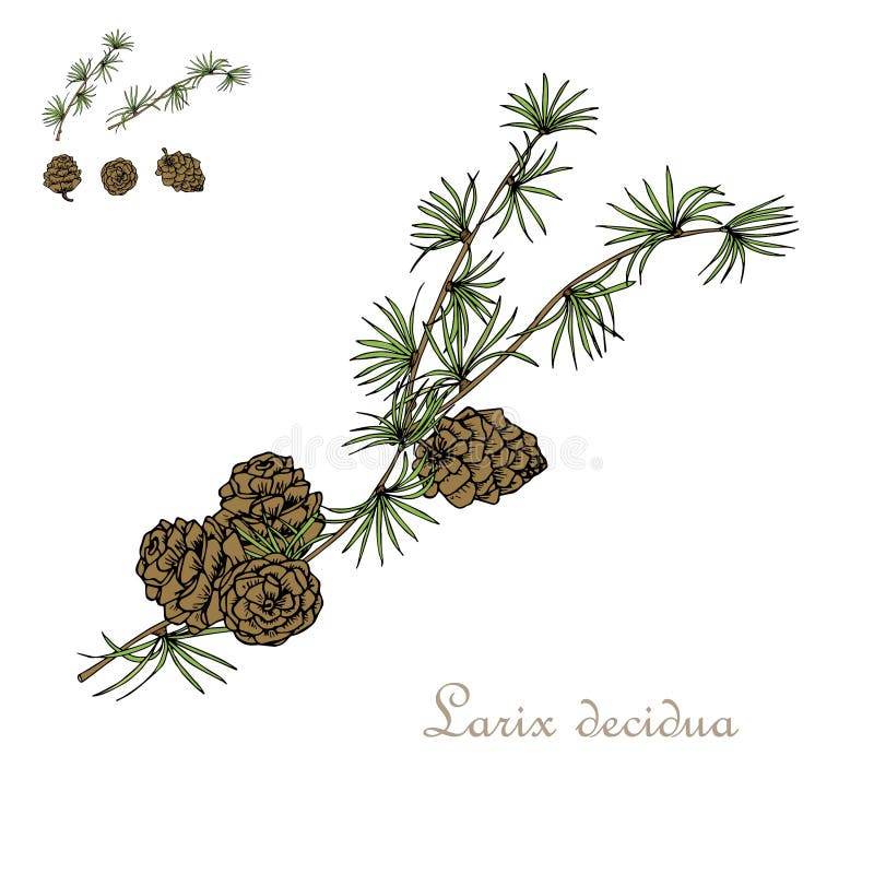 Larch Branch, Cone Art Design Elements Nature Colorful Object Isolated ...