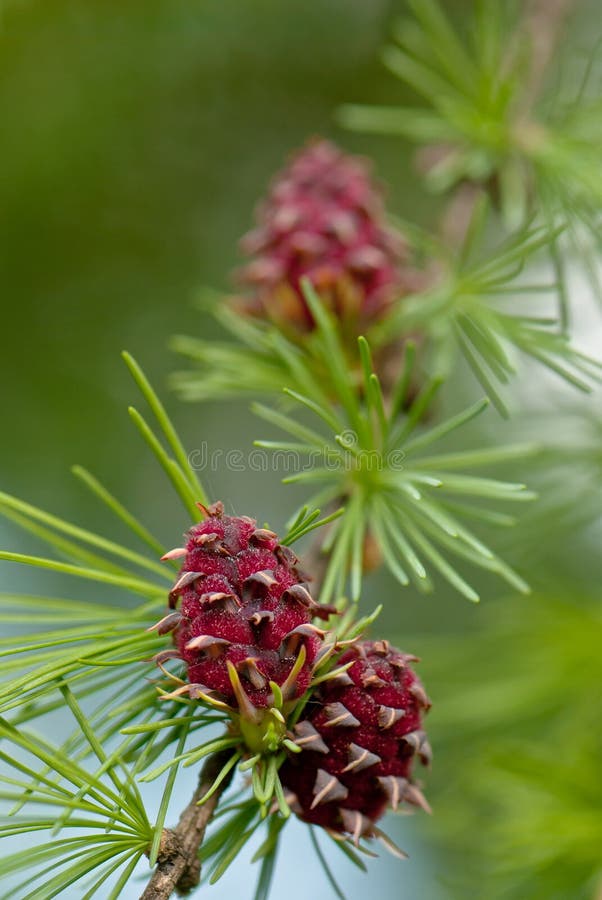 Larch branch with cones stock image. Image of color, coniferous - 54160561