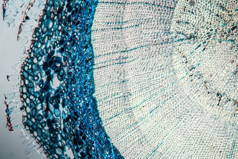 Larch Cross Section of Tree Trunk Showing Rings Isolated on White ...