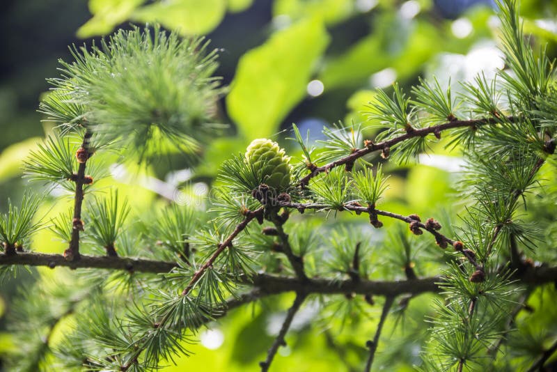 Larch Branch (Larix Decidua Polonica) Stock Image - Image of nature ...