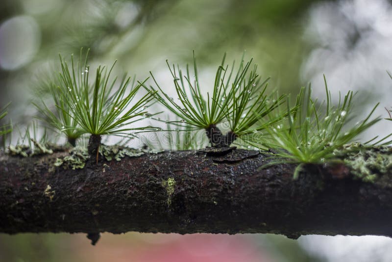 Larch Branch (Larix Decidua Polonica) Stock Image - Image of close ...