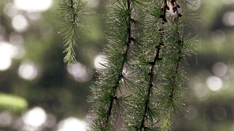 Video: Larch branch, Close-up branch of larch with blurry background at the