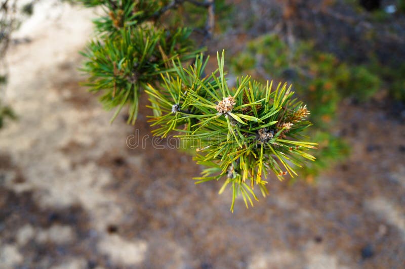 Larch branch stock image. Image of branch, enviroment - 58094455