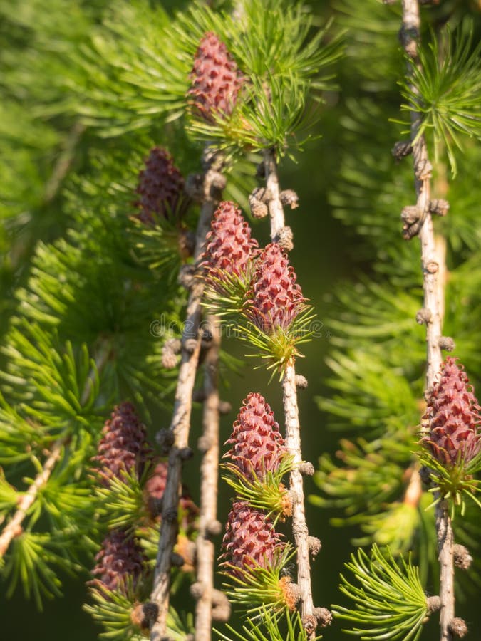 Larch with red cones stock photo. Image of needle, cones - 251712744