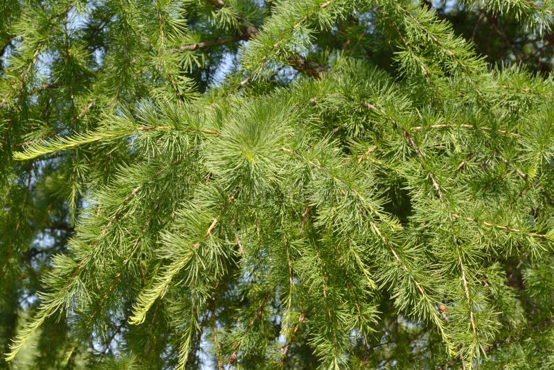 Larch Branches. Background. Stock Image - Image of plant, larch: 95015501