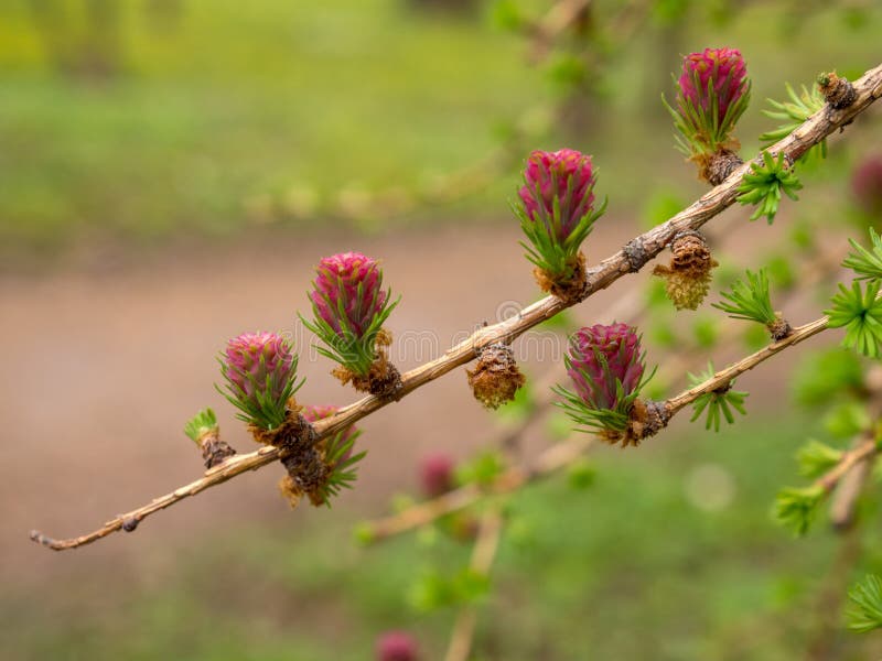 Larch Branches with Red Buds Stock Image - Image of nature, outdoor ...