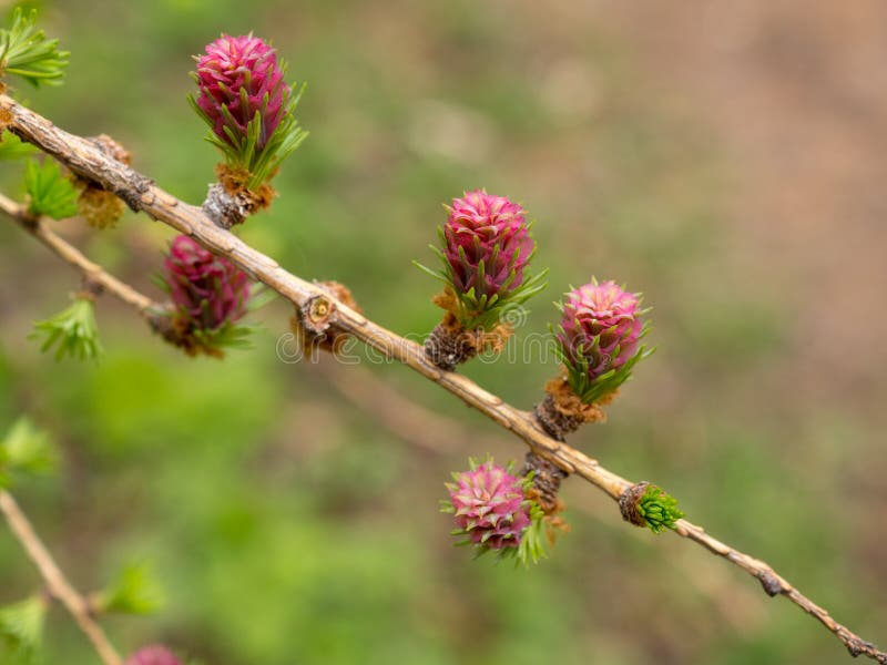 Larch Branches with Red Buds in Spring Stock Photo - Image of color ...