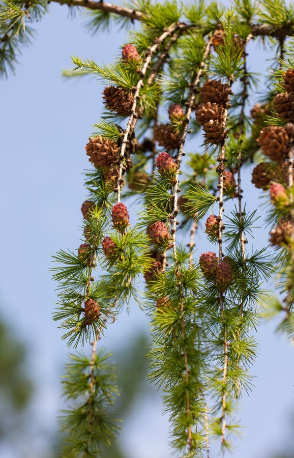 Larch branches stock photo. Image of blue, brown, plants - 31472846