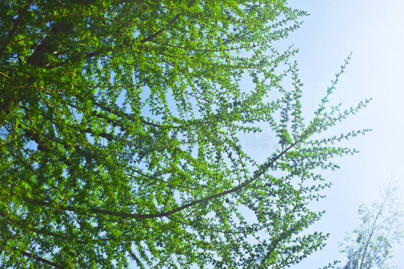 The larch stock photo. Image of sunny, twigs, larch, closeup - 44597068