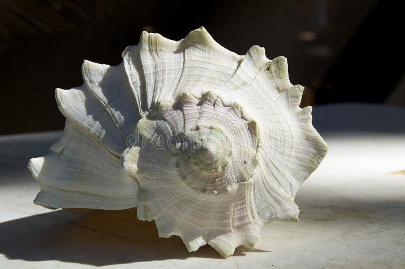 Larch conch shell outside stock photo. Image of marine - 37859646