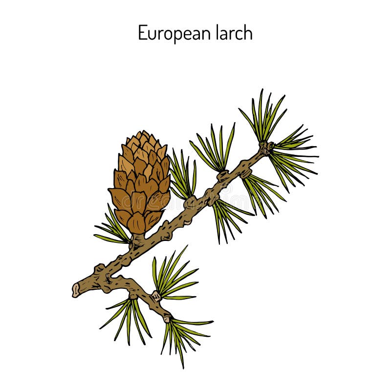 Larix Stock Illustrations – 95 Larix Stock Illustrations, Vectors ...