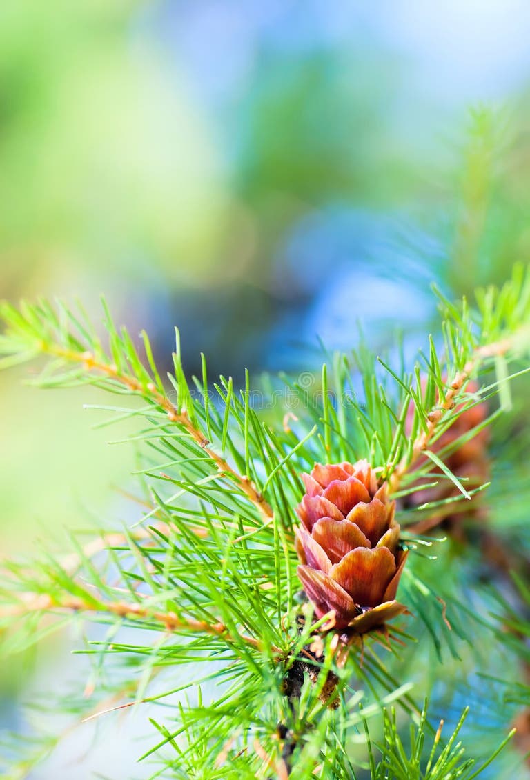 2,685 Tree Food Chain Stock Photos - Free & Royalty-Free Stock Photos ...