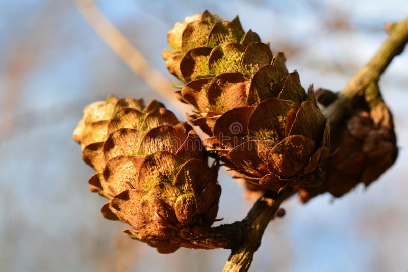 230 Nice Larch Tree Stock Photos - Free & Royalty-Free Stock Photos ...