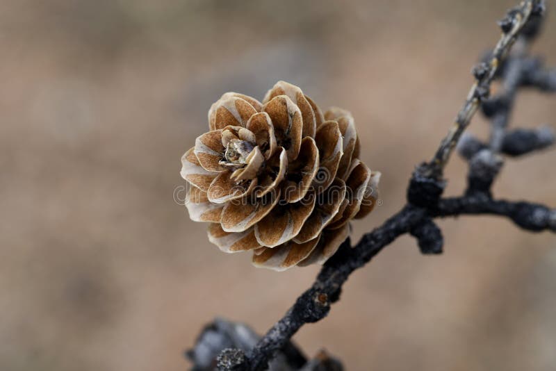 Larch cone on a twig stock photo. Image of larch, tree - 144105598
