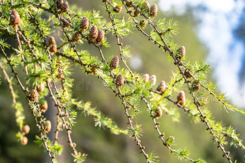 Larch cones on the branch stock image. Image of growth - 267002425