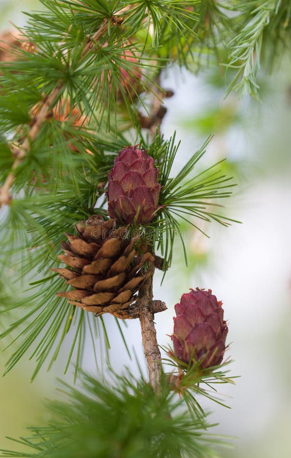 Larch cones stock image. Image of branch, seasons, larch - 31472885