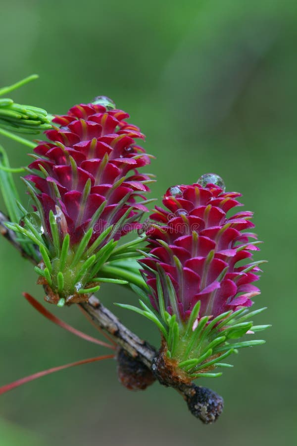 Larch cones stock image. Image of nature, color, wild - 35502925