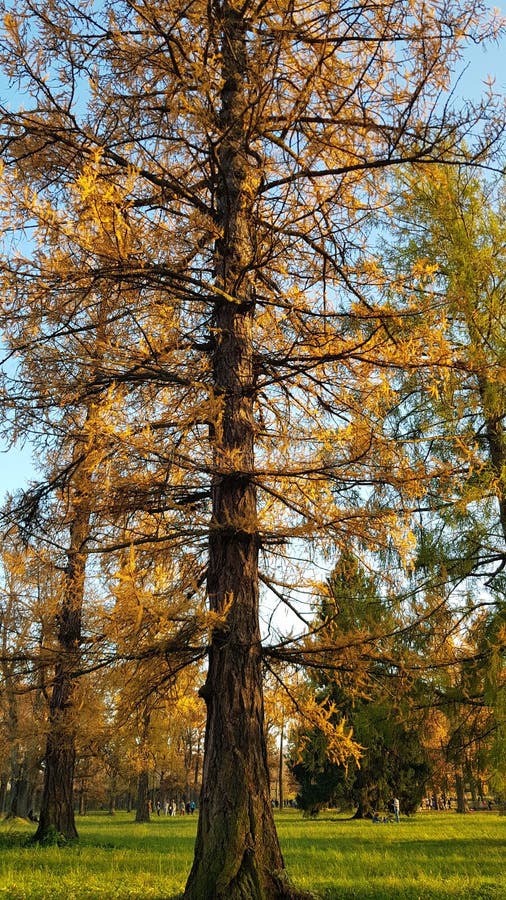 Larch in the Fall in the Park and People Walk Stock Image - Image of ...