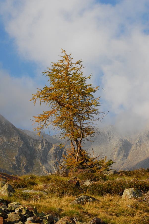 Larch in Fall in Val Grande Stock Photo - Image of scenic, outdoor ...