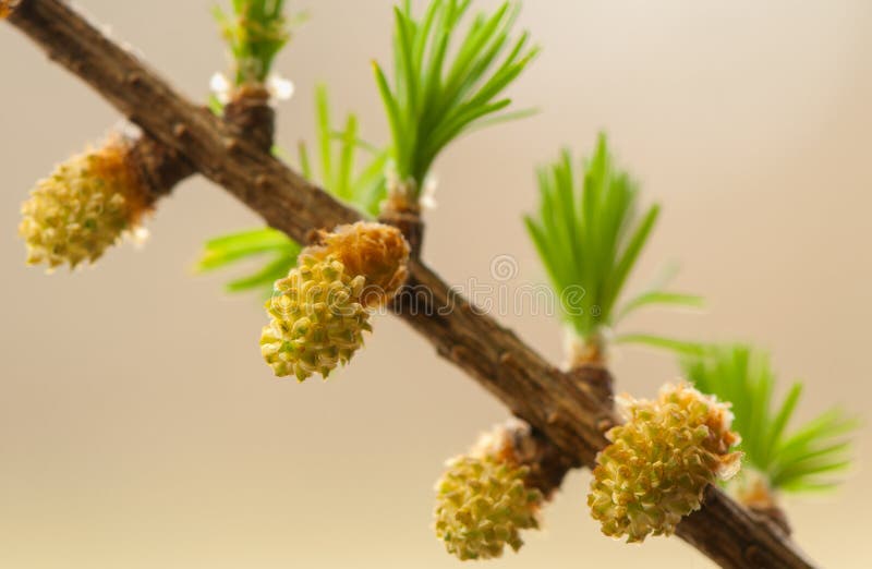 Larix Decidua, European Larch Stock Image - Image of pinaceae, needle ...