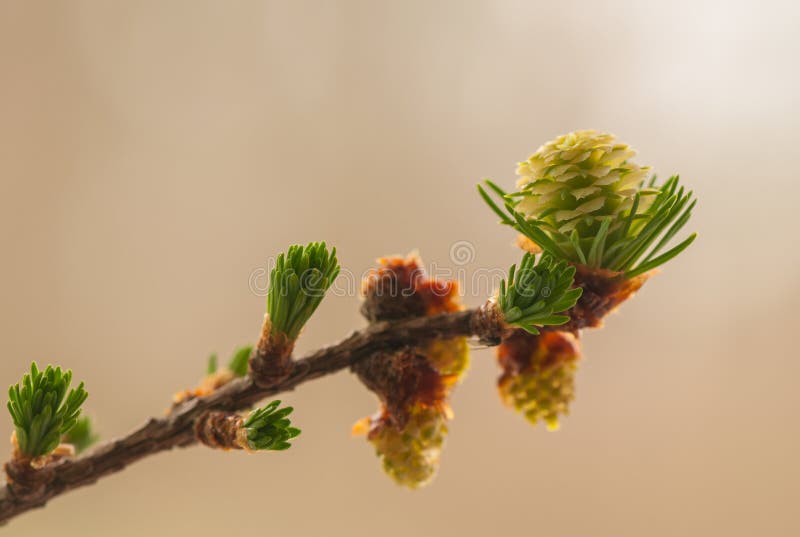 Larch flower stock image. Image of plant, reproduction - 30652673