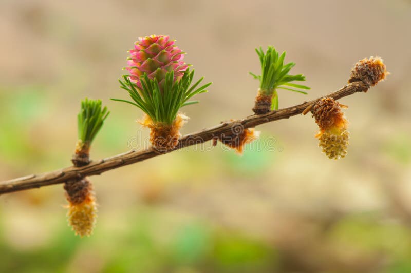 Larch flower stock photo. Image of larch, bark, female - 30653448