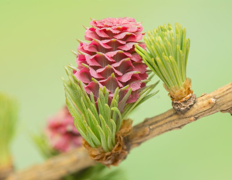 Larch flower stock photo. Image of tree, flower, beautiful - 39980636