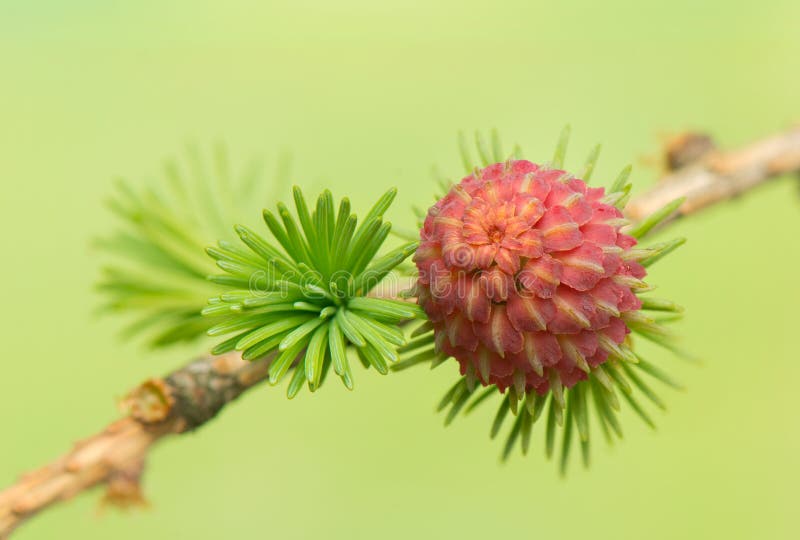 Larch flower stock image. Image of nature, pollination - 39981583