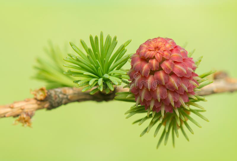 European larch stock photo. Image of miniature, bonsai - 2305984
