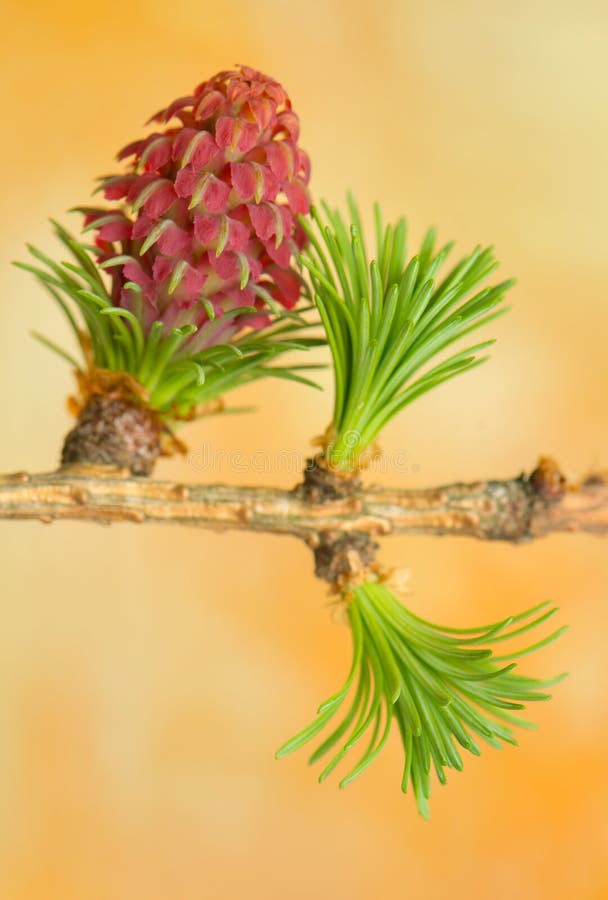 Larch flower stock photo. Image of spring, needle, larix - 39981878