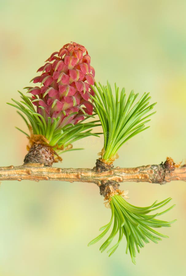 Larch flower stock photo. Image of gymnosperms, twig - 39981944