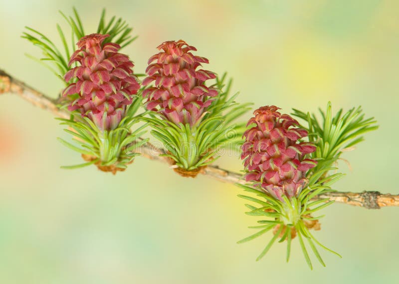 Larch flower stock image. Image of plant, conifer, beauty - 39982331