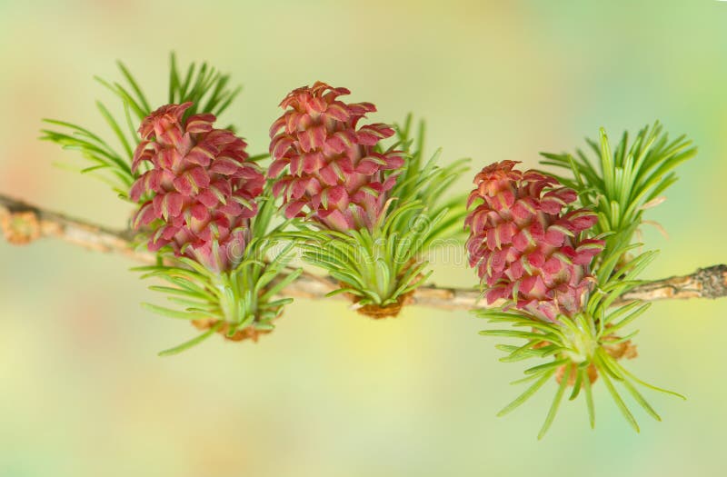 Larch flower stock photo. Image of beautiful, female - 39982460