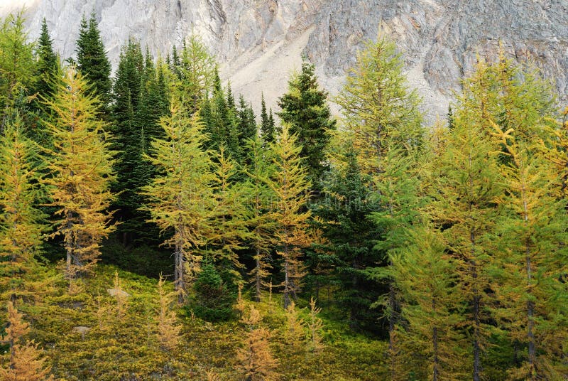 Larch forest stock image. Image of color, mountain, landscape - 7246445