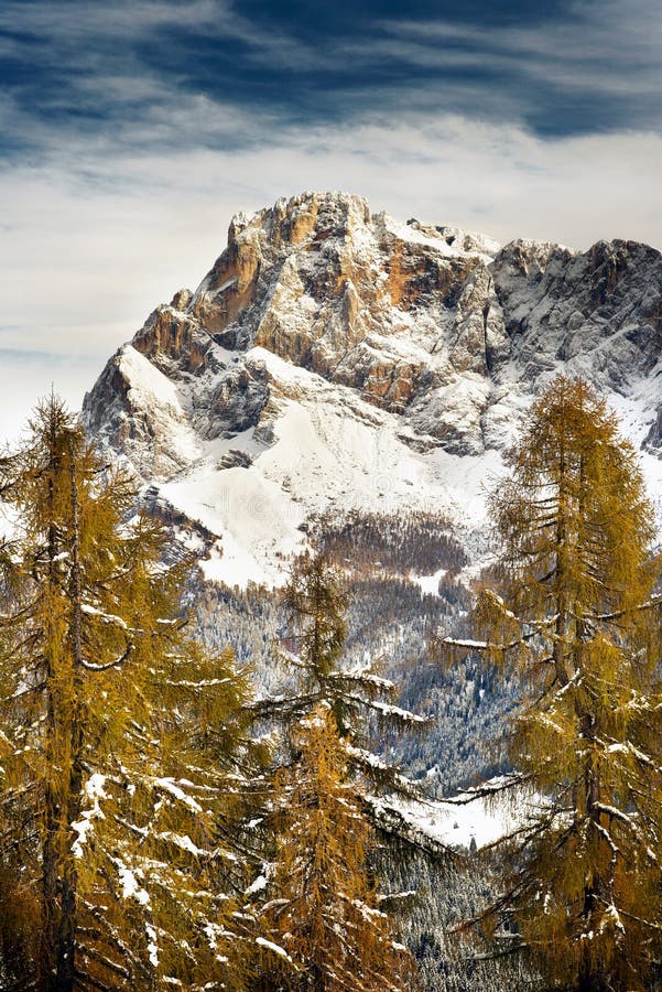 Larch forest with snow stock photo. Image of larch, color - 89799650