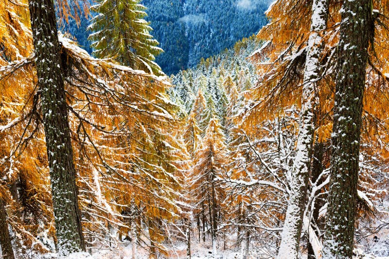 Larch forest with snow stock image. Image of range, nature - 89801503