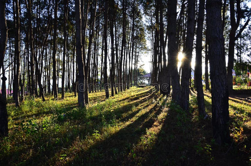 Larch Forest with Sunlight and Shadows at Sunset,Thailand Stock Photo ...
