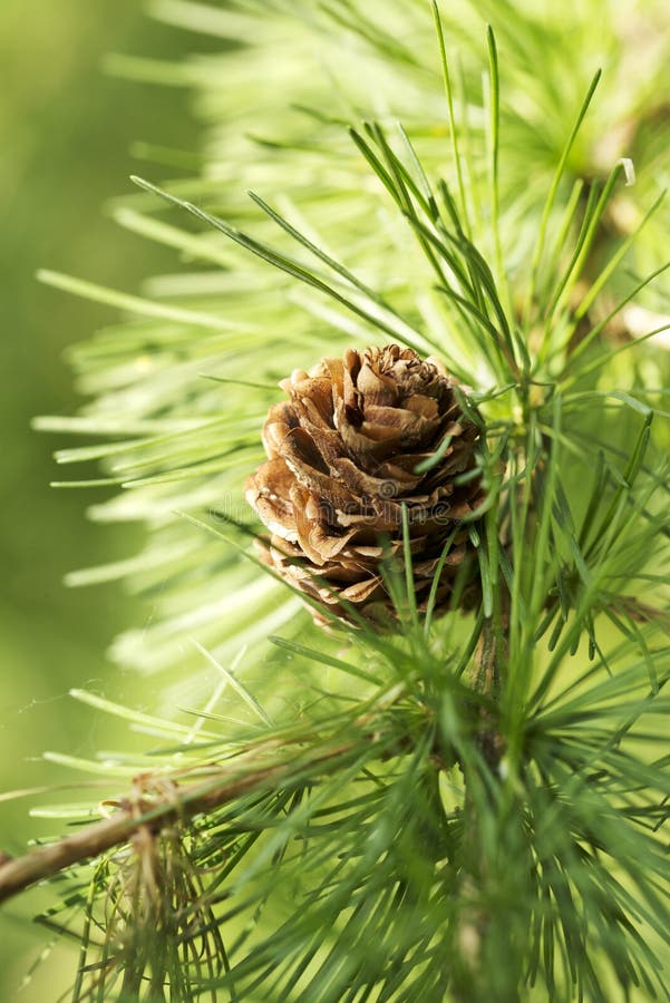 Larch stock image. Image of detail, branches, season - 31628977