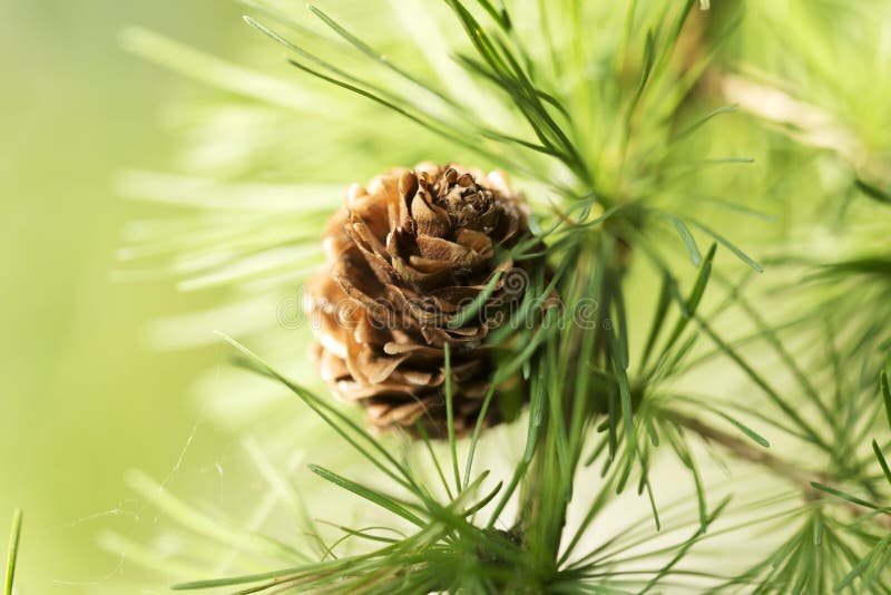 Larch stock photo. Image of branches, larix, cone, plants - 31628978