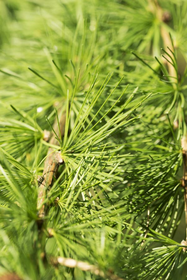 Larch stock image. Image of selective, botanical, larch - 31628989