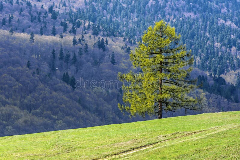 Land of the Larch stock photo. Image of landscape, preserve - 177803220