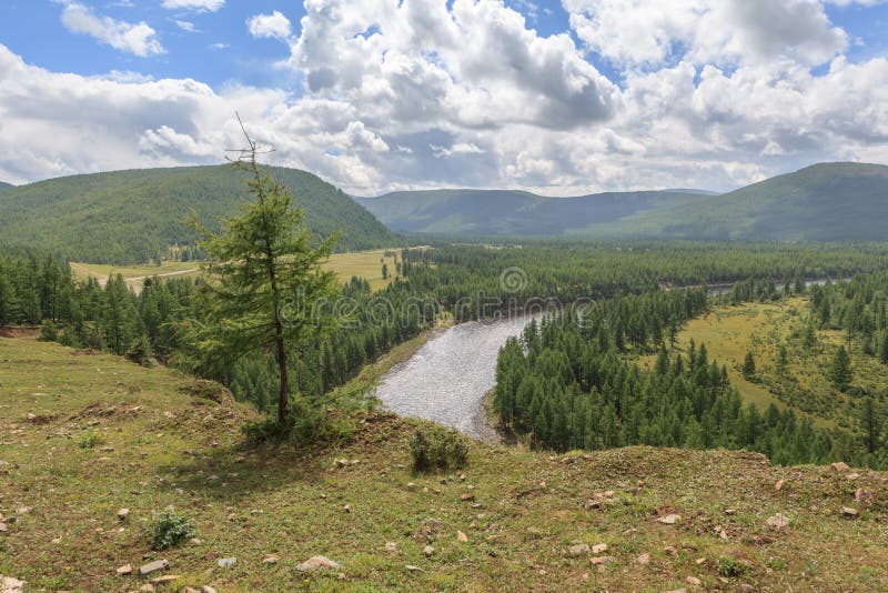 Larch on a Hill in Mountains Stock Photo - Image of earth, hills: 38195334