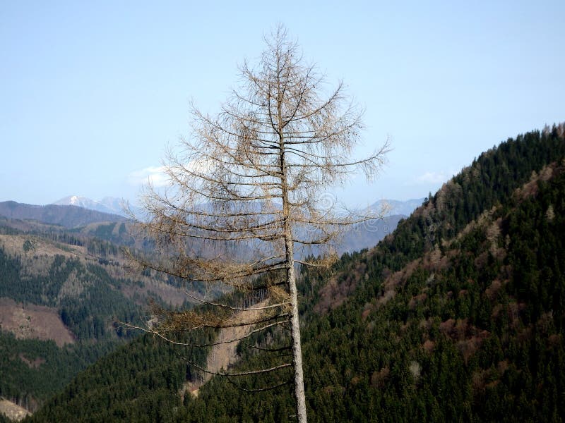 Larch tree - winter nature stock photo. Image of icing - 108143936