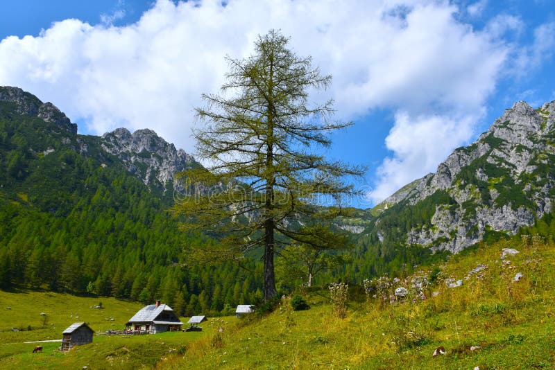 Larch (Larix Decidua) Tree at Konscica Pasture Stock Photo - Image of ...
