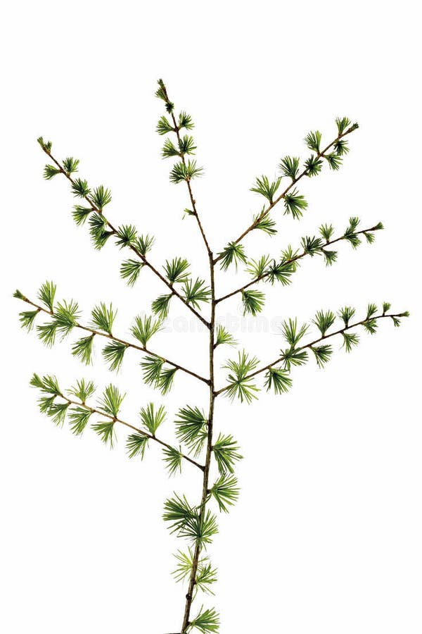 Larch Larix Isolated on White, Vertical Photo. Stock Photo - Image of ...