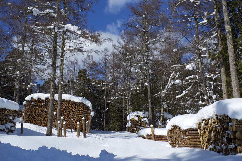 Larch Lumber on Snow in Winter Forest Stock Photo - Image of ring ...
