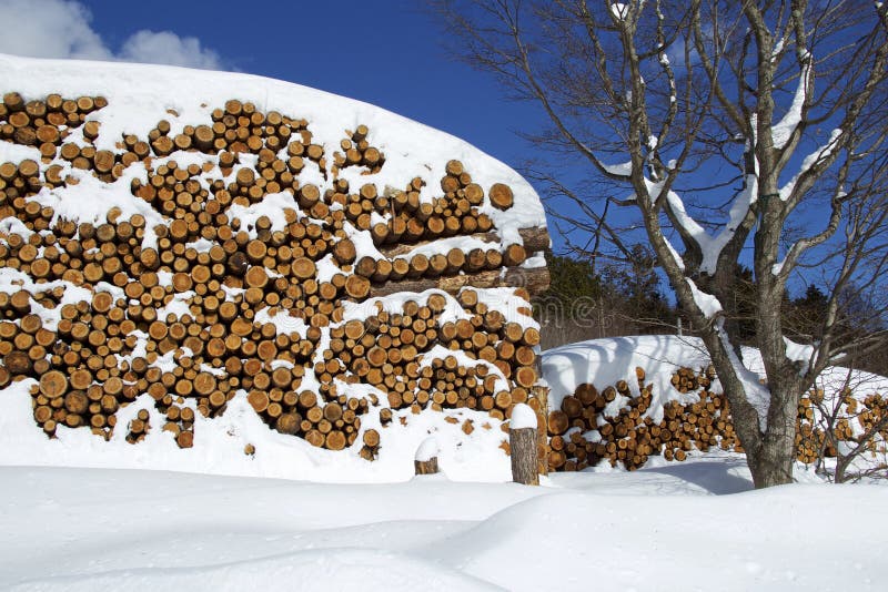 Larch Lumber on Snow in Winter Forest Stock Photo - Image of chopped ...